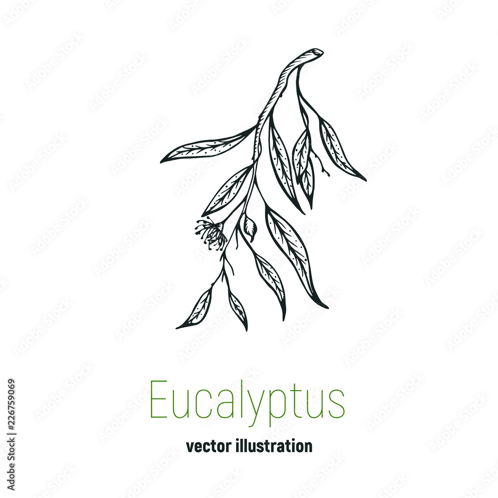 Vector eucalyptus hand drawn illustration.Hand drawn eucalyptus flowers ...