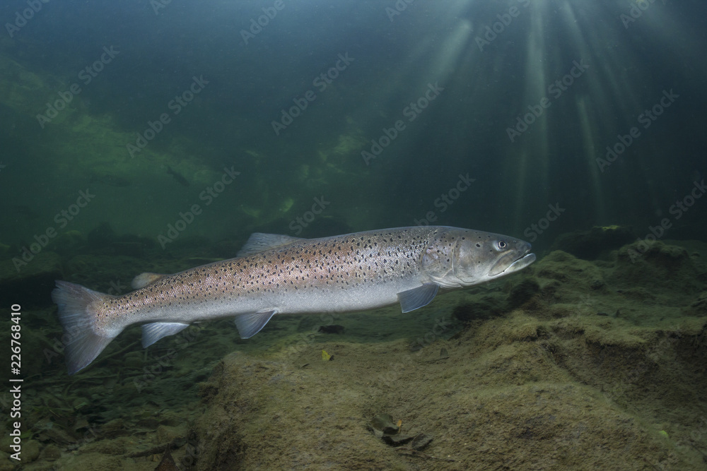 Common huchen (Hucho hucho) swimming in nice river. Beautiful salmonid ...