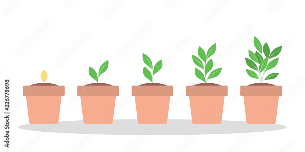 Stages of green plant growth in the pot Stock Vector | Adobe Stock