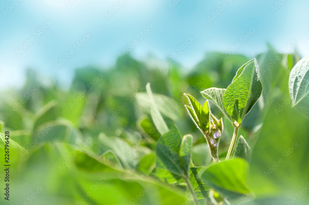 inflorescence of soybean on a soybean plant. The stem of a soy plant ...