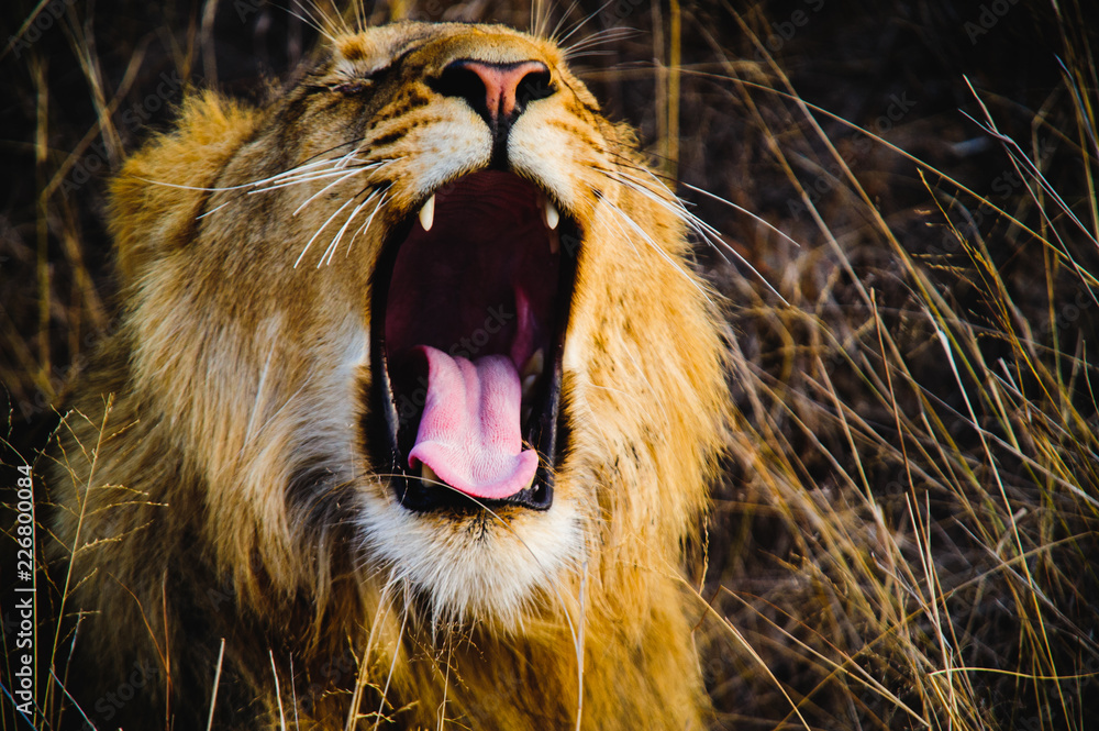 South Africa closeup of a lion screaming on savannah. Kapama private ...