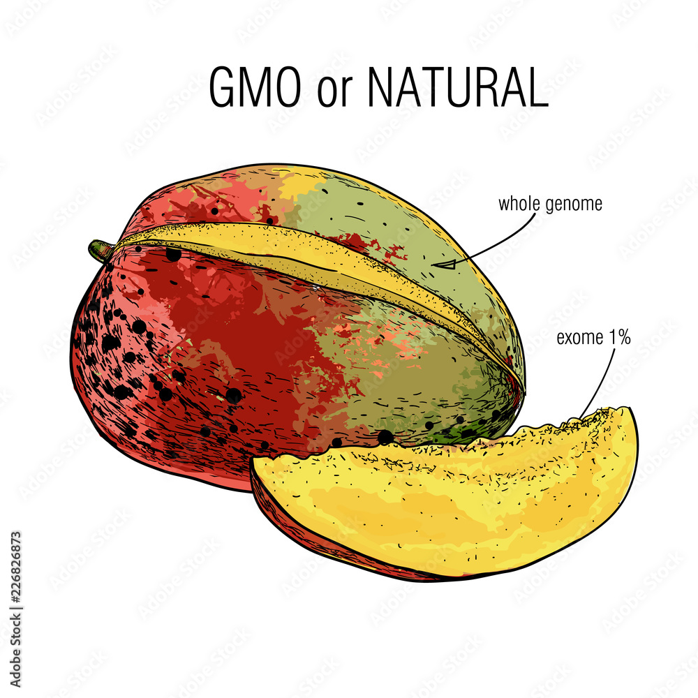 illustration of Sketch mango. Sample of genome isolation from the whole ...