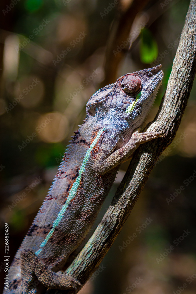 Chameleon Blending In