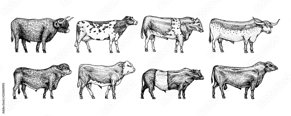 Farm cattle bulls and cows. Different breeds of domestic animals ...