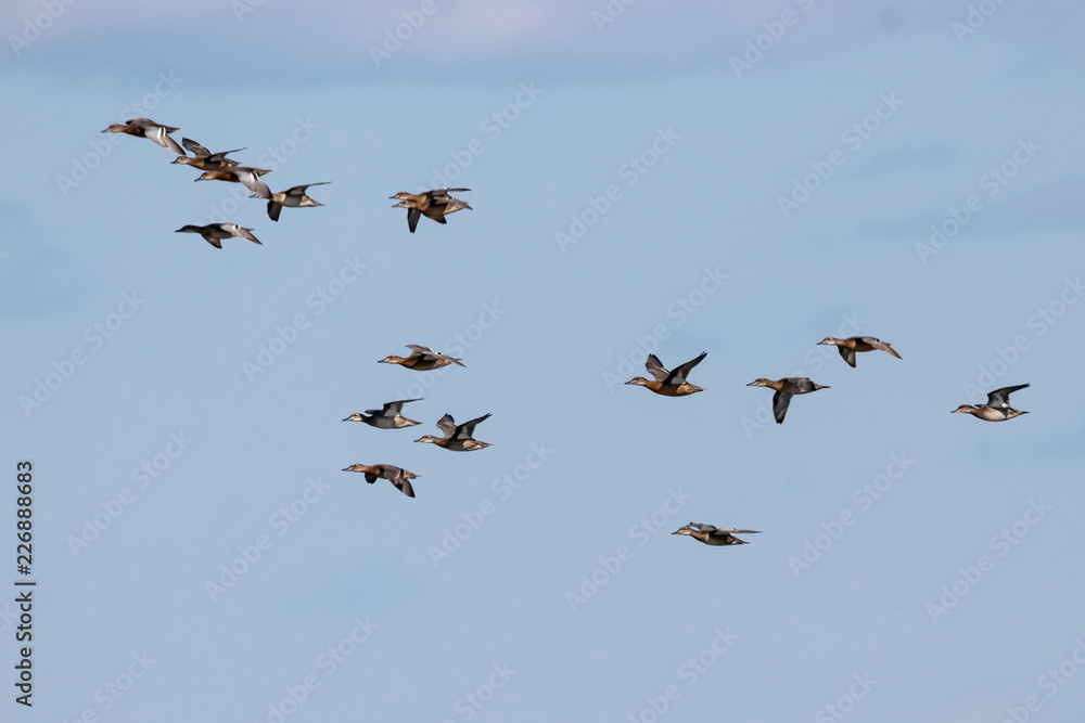 Flock of garganeys with eurasian teal in autumn plumage flying under ...