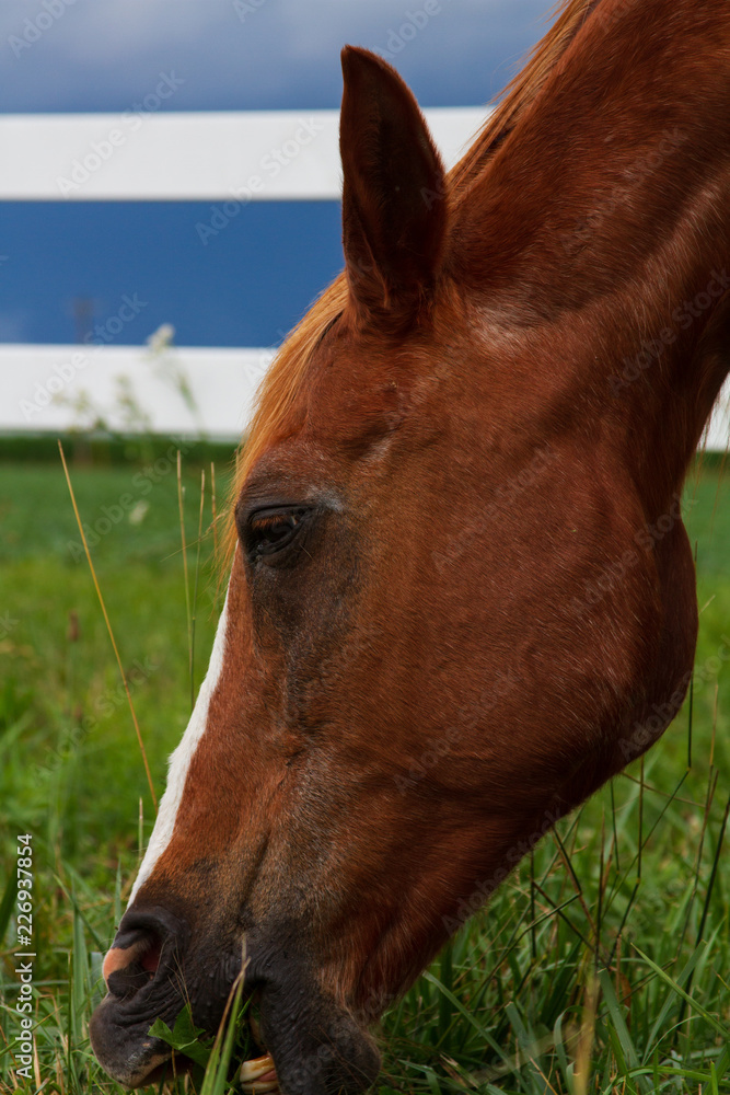 Horse Head Grazing