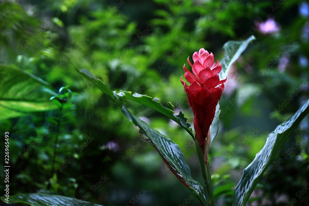 alpinia purpurata, red ginger, also called ostrich plume and pink cone ...