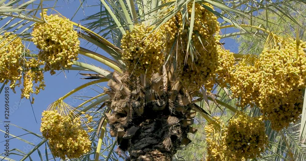 Date Palm Tree is a flowering plant species in the palm family. Date ...