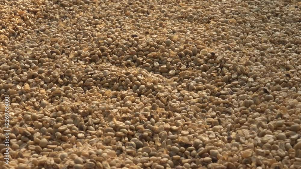 Kopi Luwak or Civet Coffee. Kopi luwak, coffee seeds from faeces of ...