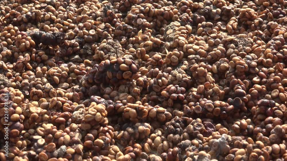 Kopi Luwak or Civet Coffee. Kopi luwak, coffee seeds from faeces of ...