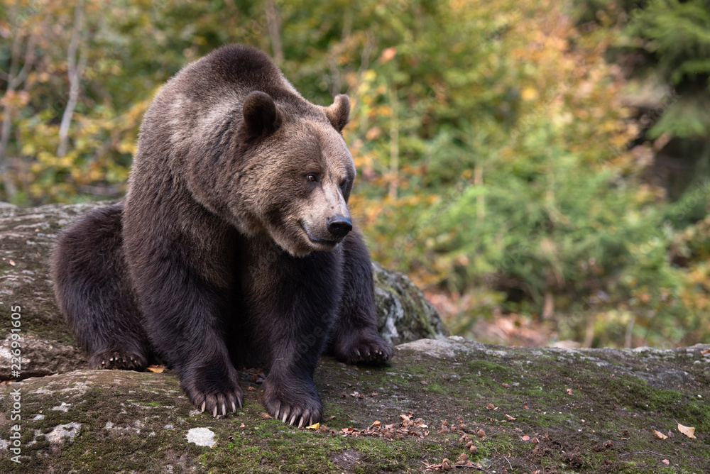 Brown bear is sitting on the rock in Bayerischer Wald National Park ...