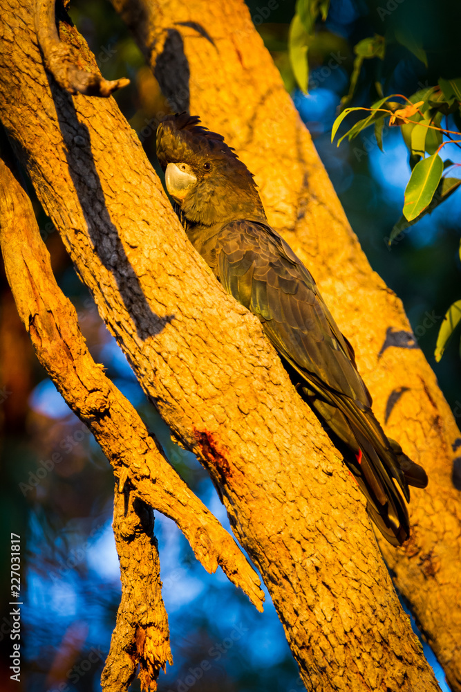 Male Red-tailed Black-Cockatoo sitting in Red Gum Tree Western ...