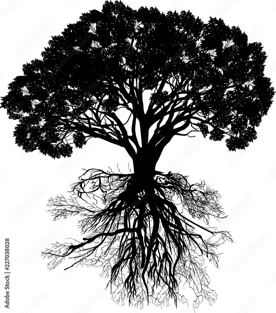 black isolated tree with root and thick trunk Stock Vector | Adobe Stock