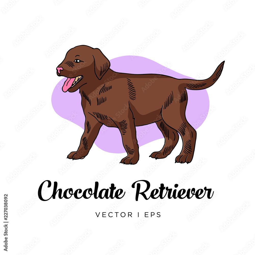 Chocolate Puppy Dog Hound