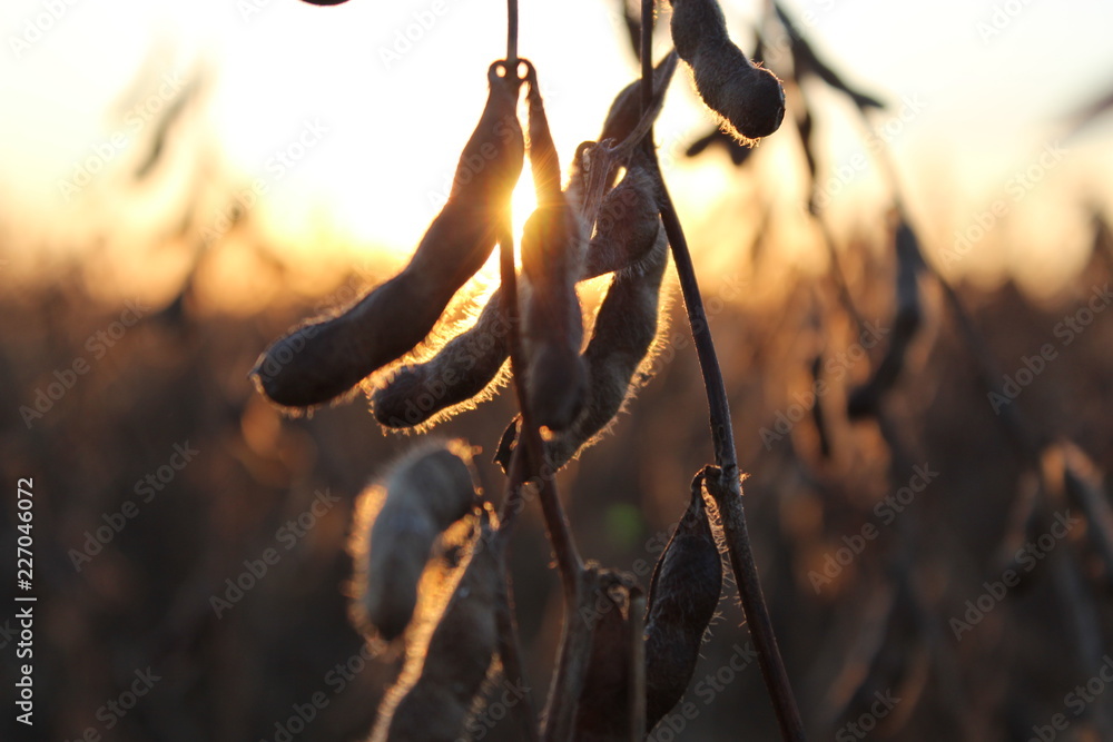 soybean field at sunset 1 Stock Photo | Adobe Stock