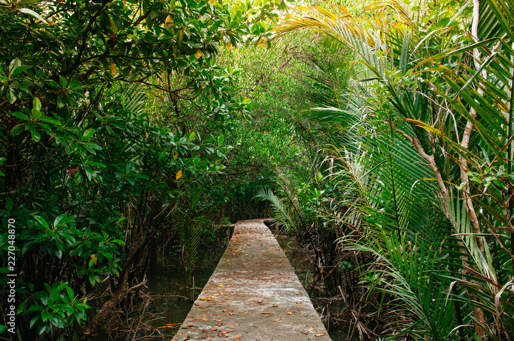 Evergreen Eco nature trail in Thailand tropical mangrove swamp forest ...