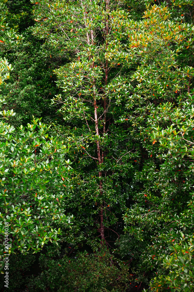 Super big magle tree in Thailand tropical mangrove swamp forest lush ...