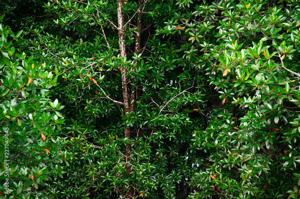 Super big magle tree in Thailand tropical mangrove swamp forest lush ...