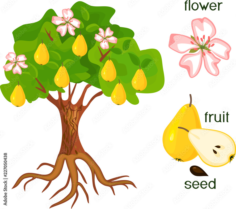 Parts of plant. Morphology of pear tree with fruits, flowers, green ...