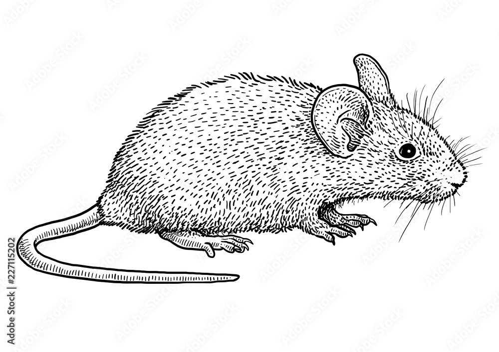 House mouse illustration, drawing, engraving, ink, line art, vector ...
