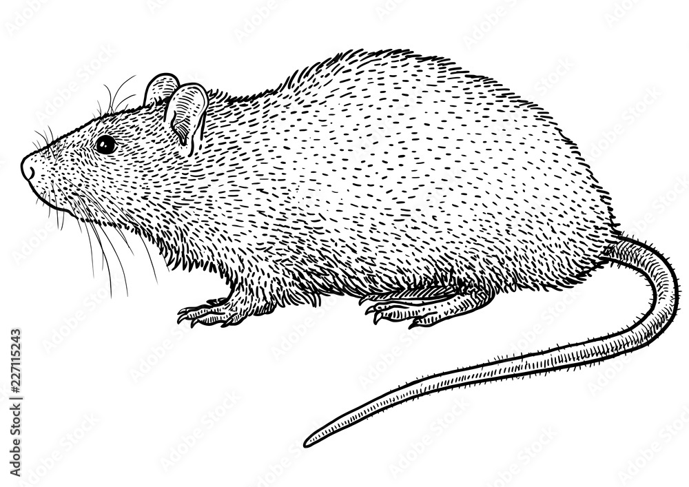 Rat illustration, drawing, engraving, ink, line art, vector Stock ...