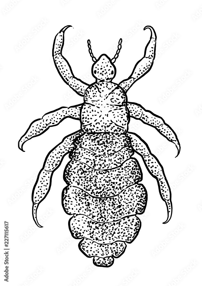 Body louse illustration, drawing, engraving, ink, line art, vector ...