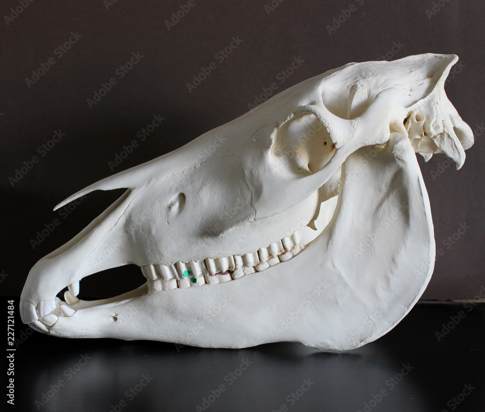 Horse skull photo. Horse teeth. Learning materials for veterinarians ...