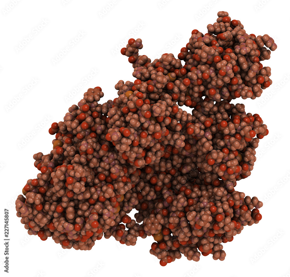 Plasminogen plasmin precursor protein. Plasmin is an enzyme responsible ...