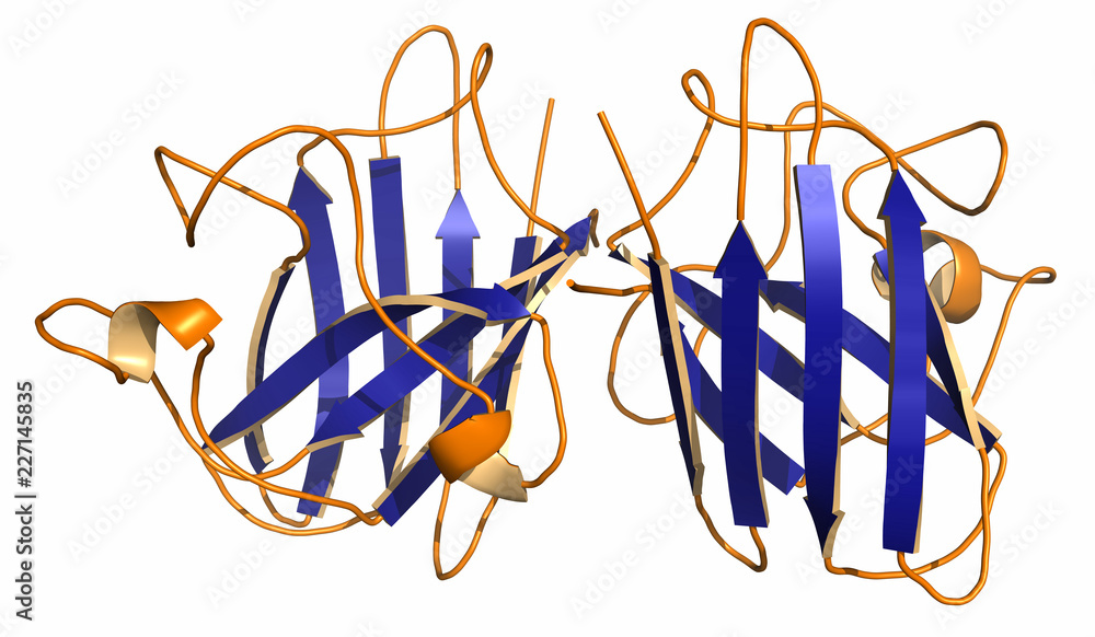 Superoxide Dismutase Structure