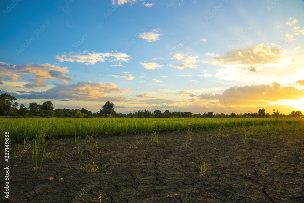 Foto de Crack and dry ground at rice field with sunlight in the evening ...