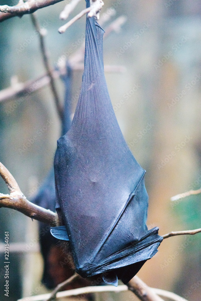 The large flying fox (Pteropus vampyrus), also known as the greater ...