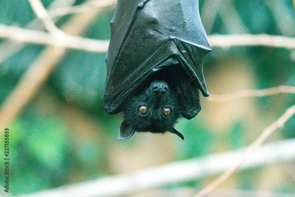 The large flying fox (Pteropus vampyrus), also known as the greater ...