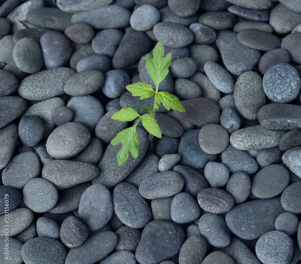 Young green plant or tree with leaves growing out of dry barren stones ...