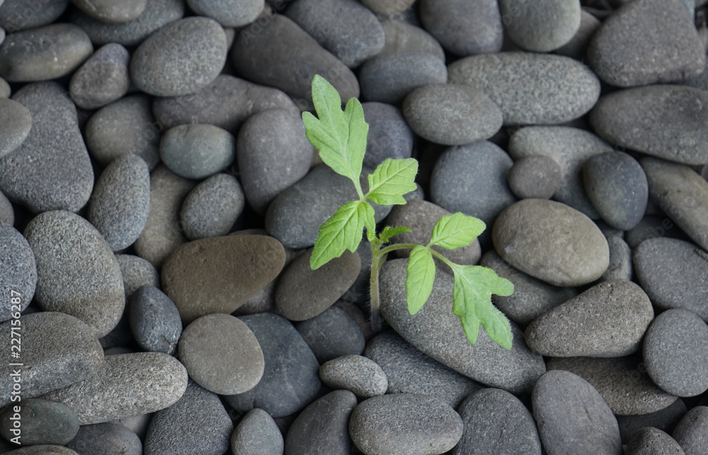 Young green plant or tree with leaves growing out of dry barren stones ...