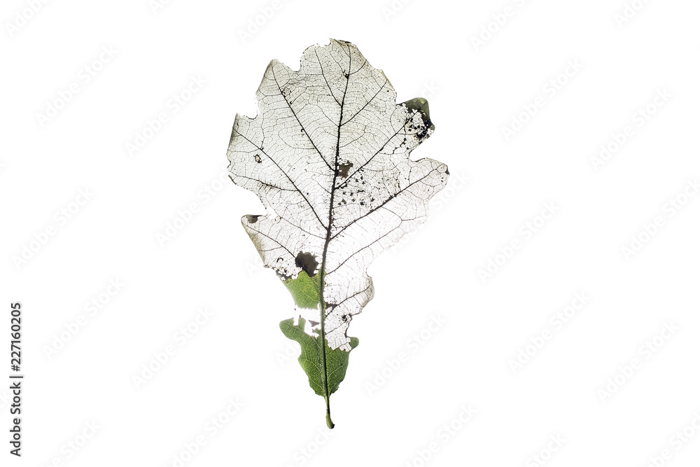 A damaged leaf of the tree, a symbol of damage and bone fractures, loss ...