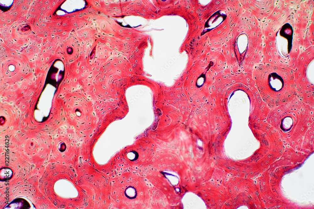 Histology of human compact bone tissue under microscope view for ...