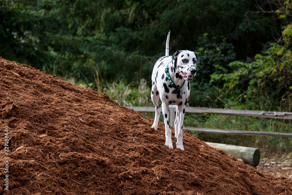 Does The Dalmatian Bark