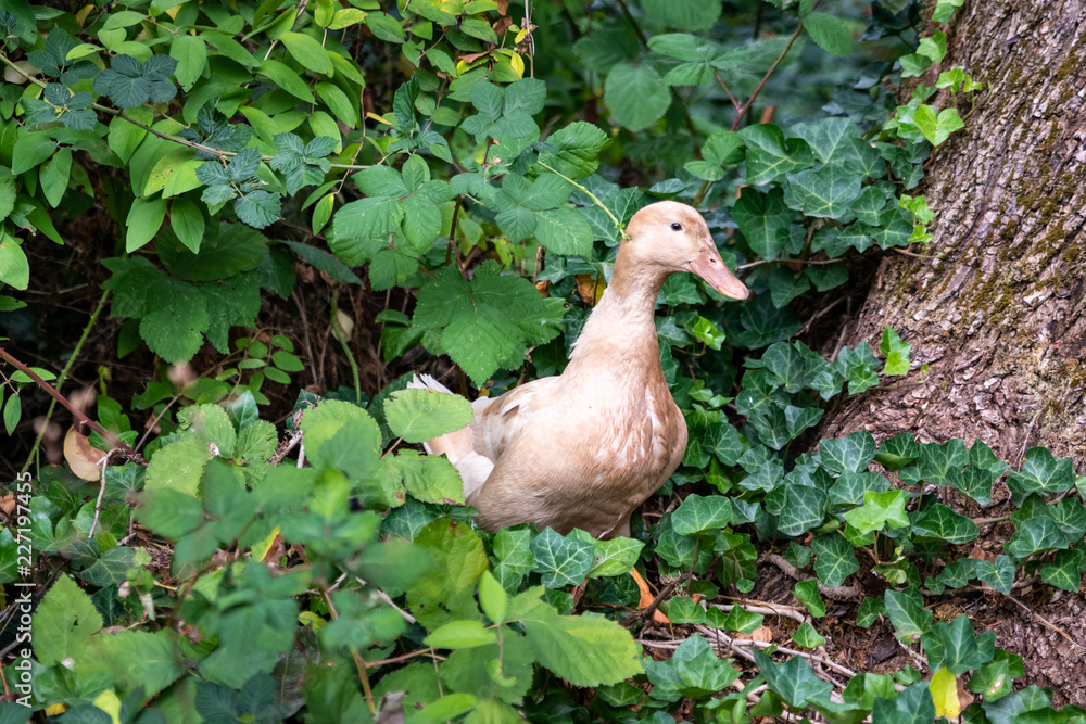 Buff colored domestic duck foraging for bugs in ivy and blackberry ...