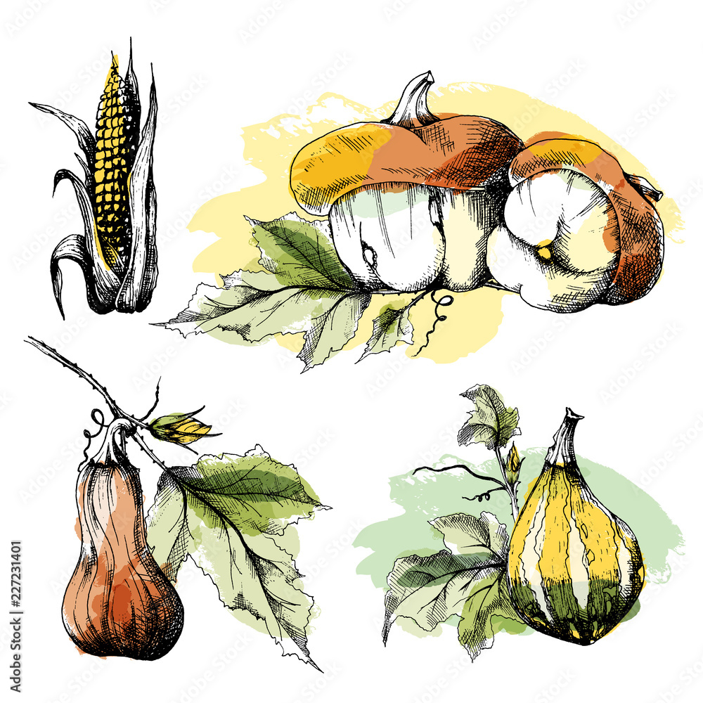 3 Sets of Pumpkins with leaves and corn, different varieties, hand ...