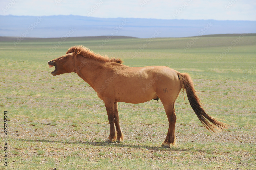 The Mongolian horse - native horse breed of Mongolia. Stock Photo ...