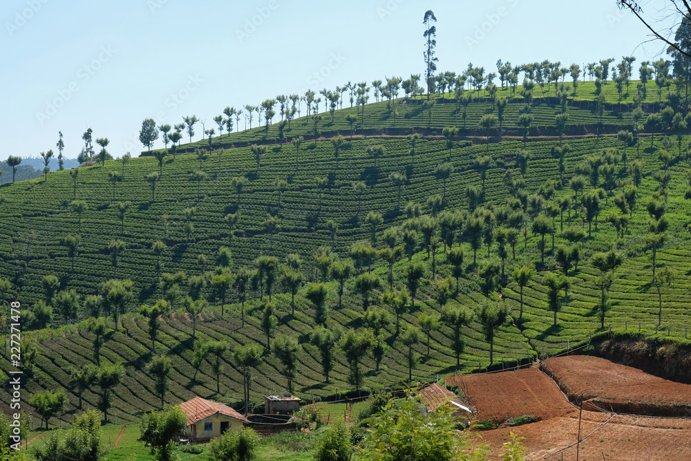 Silver Oak trees ( Grevillea robusta ) are a feature of tea plantations ...