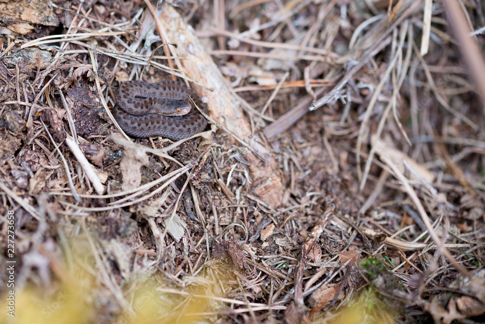 Juvenile adder (Vipera berus) from the german black forest. Stock Photo ...