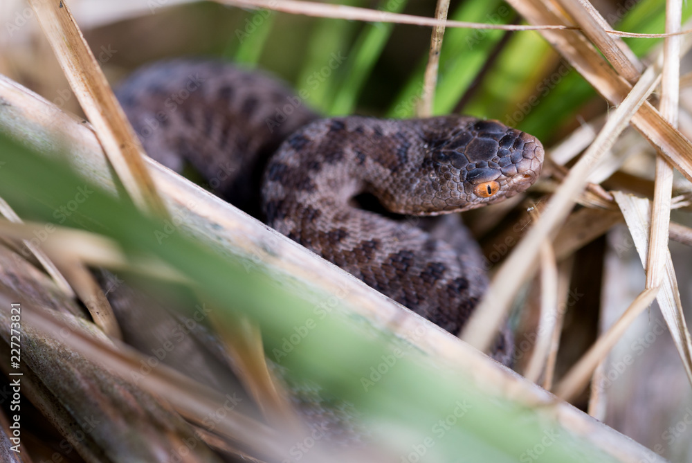 Juvenile adder (Vipera berus) from the german black forest. Stock Photo ...