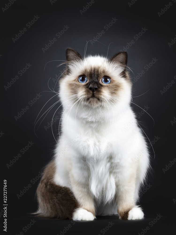 Excellent seal point Sacred Birman cat kitten with perfect white paws ...