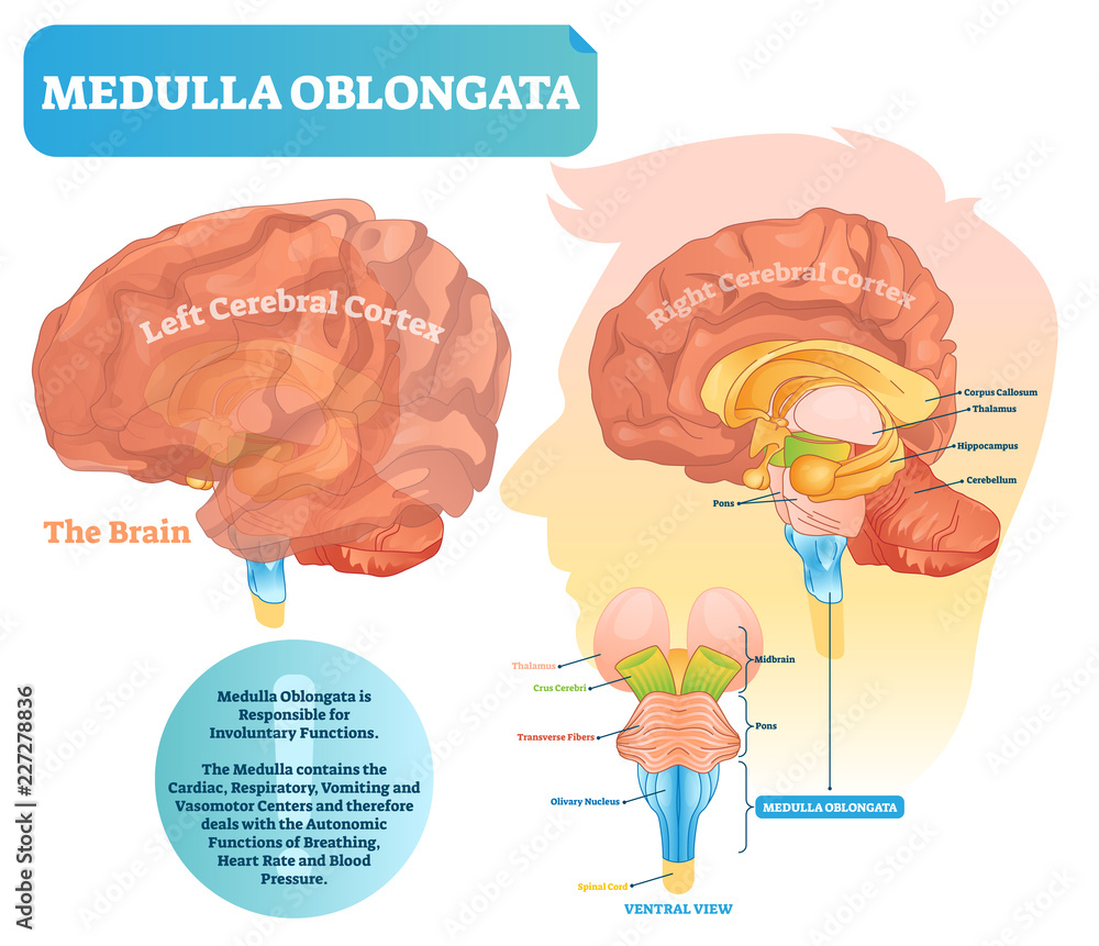 Medulla oblongata vector illustration. Labeled diagram with ventral ...