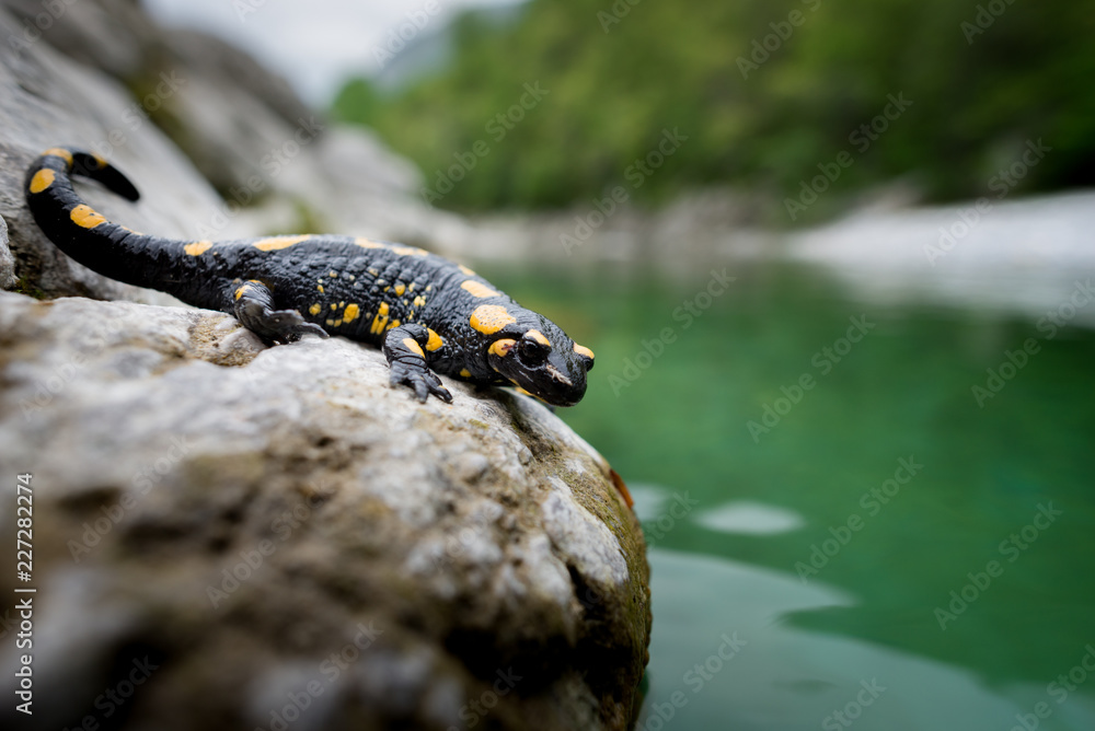 Salamandra Salamandra