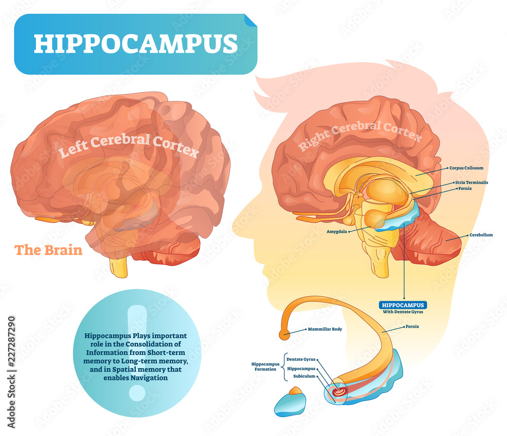 Hippocampus vector illustration. Labeled diagram with isolated closeup ...