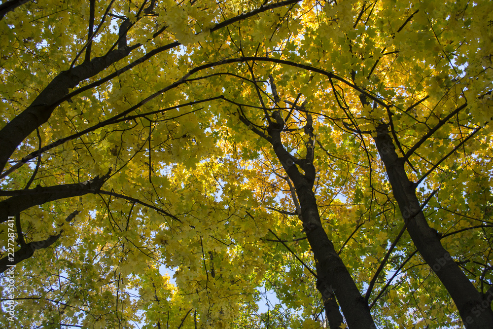 Deciduous forest at autumn. Beautiful maple trees. Golden fall. Stock ...