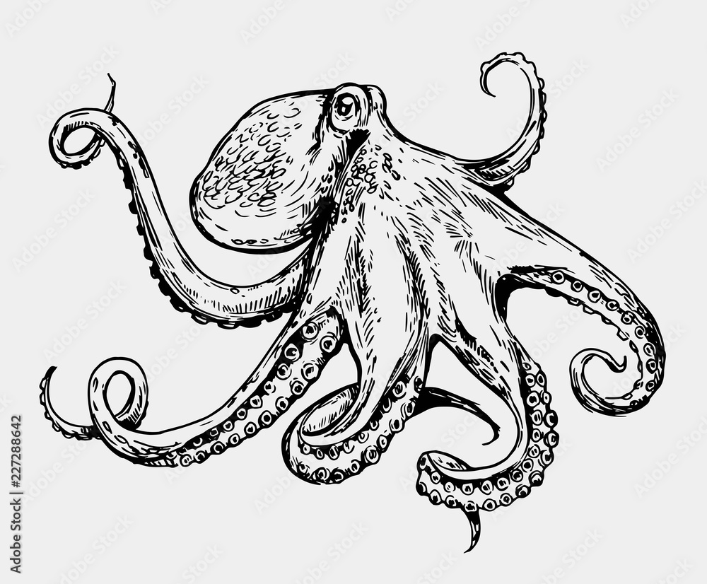 Sketch octopus. Hand drawn illustration converted to vector Stock ...