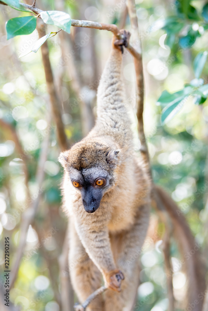 Common brown Lemur in trees and nature. Madagascar animals wildlife ...